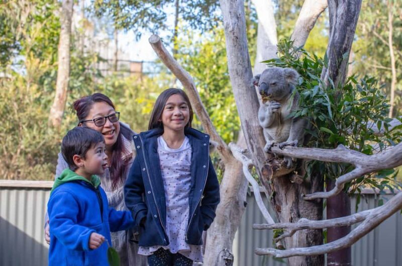 Sydney: Blue Mountains, Scenic World, Zoo & Lincoln's Rock - The Itinerary in Detail: What to Expect