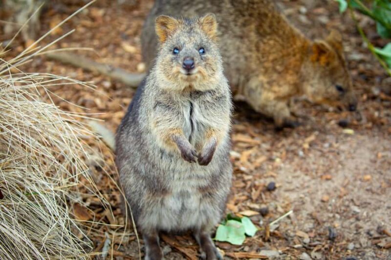 Sydney: Blue Mountains, Scenic World, Zoo & Lincoln's Rock - Final Thoughts: Who Would Love This Tour?