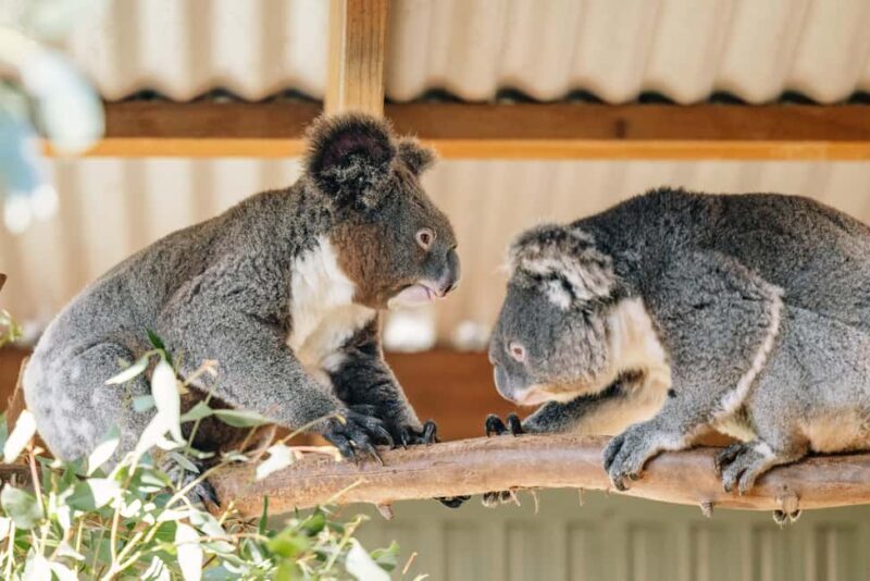 Sydney: Blue Mountains Tour with Wildlife Park & Waterfalls - Discovering the Blue Mountains: Why This Tour Works