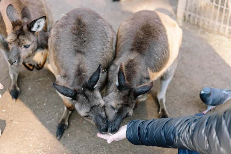 Sydney: Blue Mountains Tour with Wildlife Park & Waterfalls - Who Would Love This Tour?