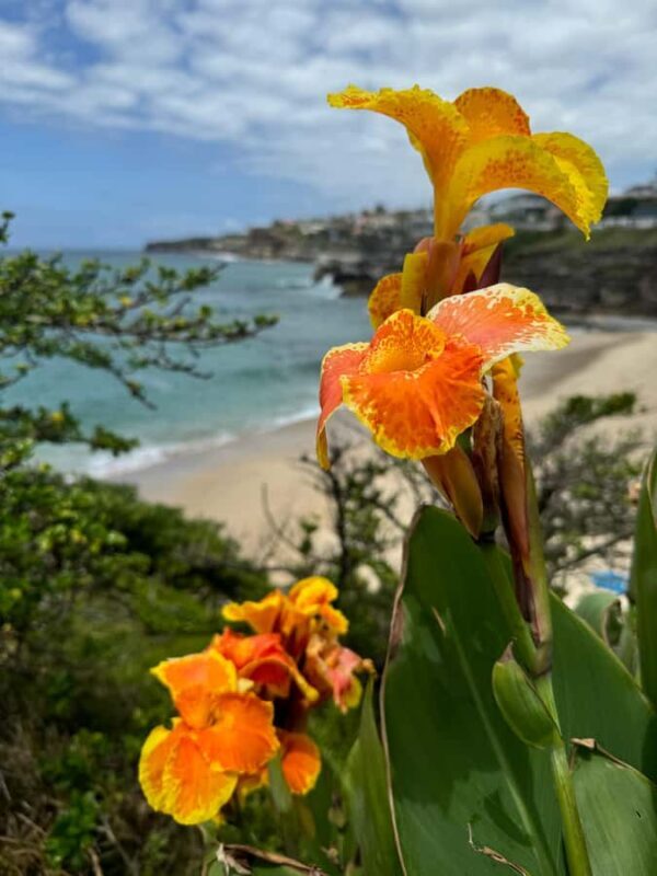 Sydney: Bondi Sunrise Yoga and Coastal Walking Tour - The Yoga on Bondi Beach: A Zen Start to Your Day