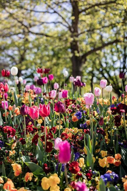 Sydney: Canberra Floriade Festival & Tulip Top Gardens Tour - The Return and Flexibility