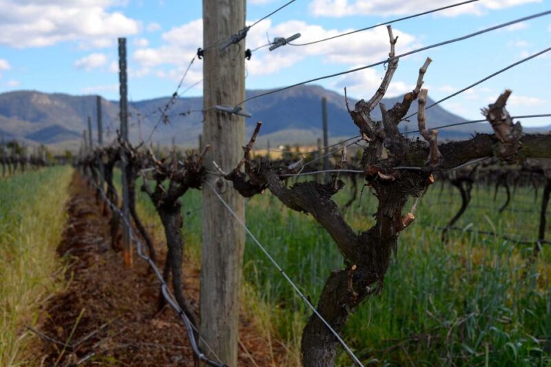 Sydney: Chef-Led Hunter Valley Food & Wine Tour - Final Thoughts