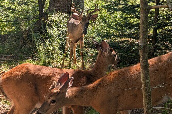 Sydney City Roots and Wildlife Trails of Cape Breton Island - A Complete Breakdown of the Experience