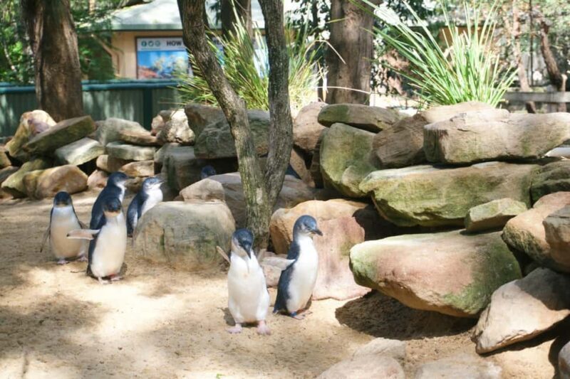Sydney: Featherdale Wildlife Park Private Tour - Thorough Review: What to Expect