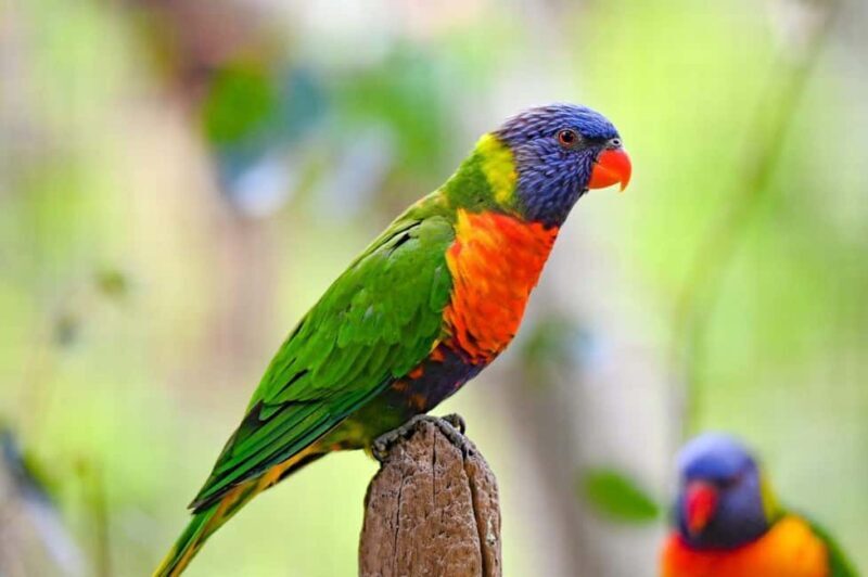 Sydney: Featherdale Wildlife Park Private Tour - Who Should Consider This Tour?