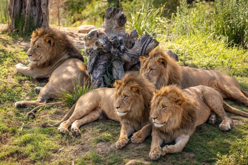 Sydney: Featherdale Wildlife Park Private Tour - Final Thoughts