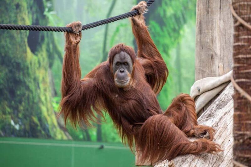 Sydney: Featherdale Wildlife Park Private Tour - FAQ