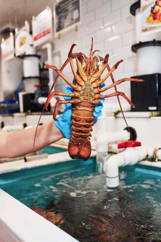 Sydney Fish Market Discovery Tour - A Deep Dive into the Sydney Fish Market Discovery Tour