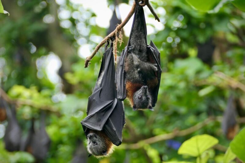 Sydney: Flying Fox Tour, Australia's Largest Bats - Key Points