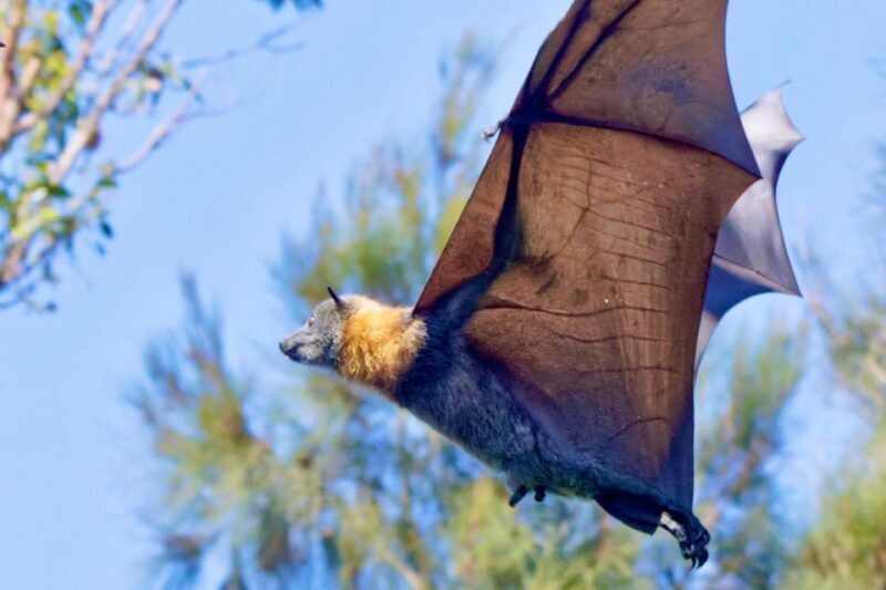 Sydney: Flying Fox Tour, Australia's Largest Bats - An In-Depth Look at the Flying Fox Tour