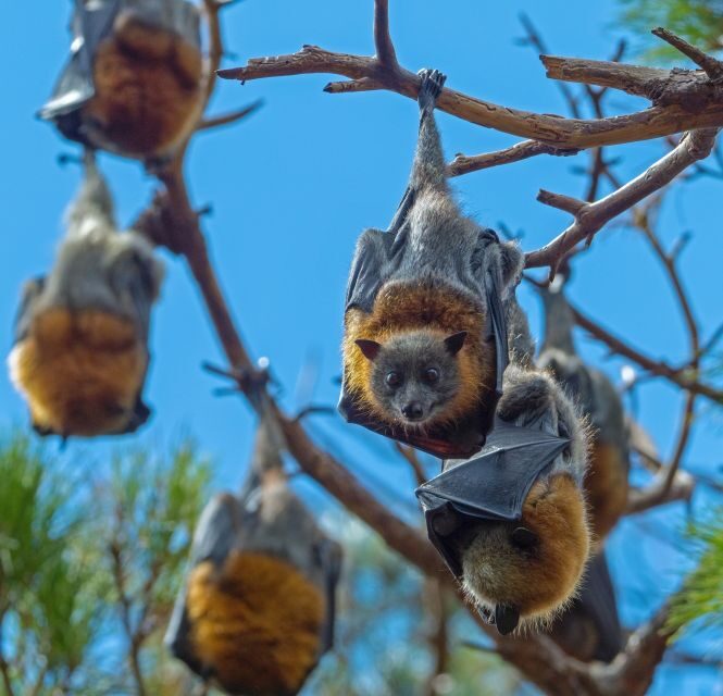 Sydney: Flying Fox Tour, Australia's Largest Bats - Authentic Experiences and Reviewer Insights