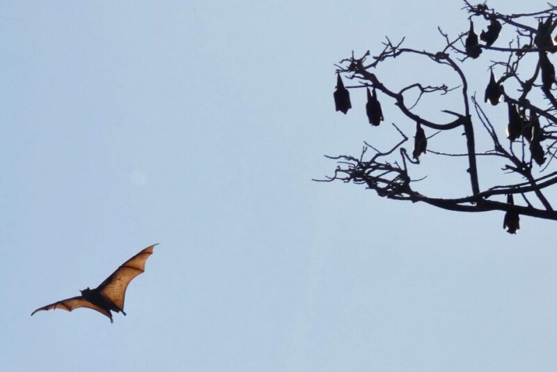 Sydney: Flying Fox Tour, Australia's Largest Bats - The Sum Up: Who Will Love This Tour?