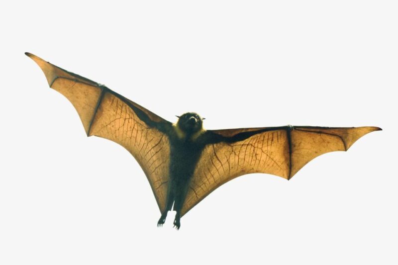 Sydney: Flying Fox Tour, Australia's Largest Bats - FAQ Section