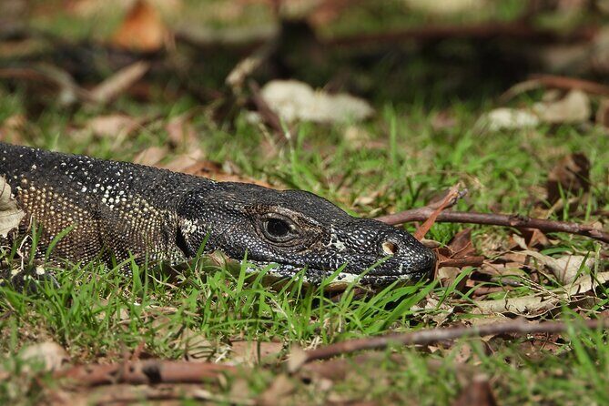 Sydney Guided Wildlife Walk Explore Birds and Nature - A Closer Look at the Sydney Guided Wildlife Walk Experience