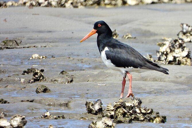 Sydney Guided Wildlife Walk Explore Birds and Nature - Final Thoughts: Is It Worth It?