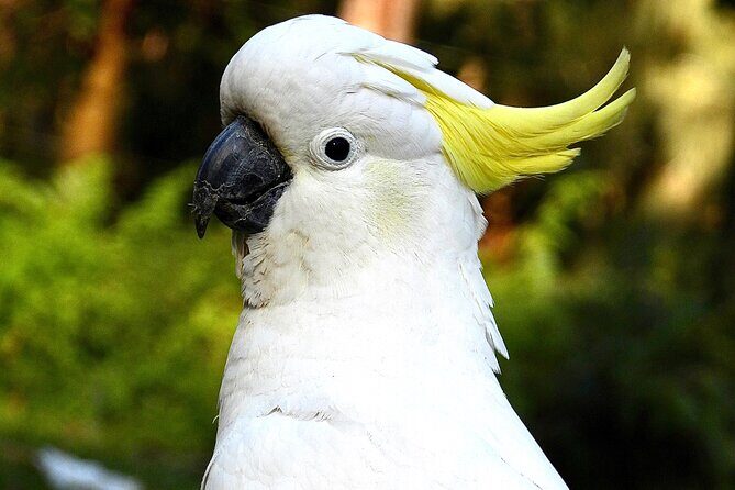 Sydney Guided Wildlife Walk Explore Birds and Nature - FAQs