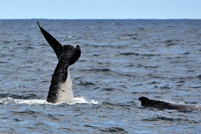 Sydney Harbour Tall Ship Whale & Sail - Whale Watching Cruise - Key Points