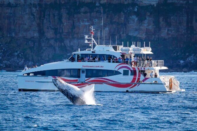 Sydney Harbour Whale Watching Experience - Key Points