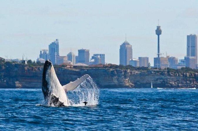 Sydney Harbour Whale Watching Experience - Who Will Love This Experience?