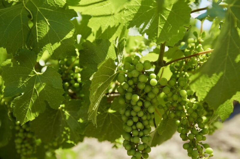 Sydney: Hunter Valley Wineries Day Trip with Food Tastings - Who Will Love This Tour?