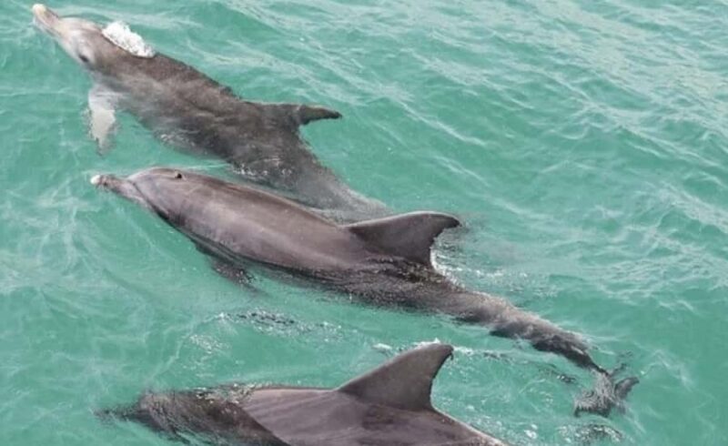 Sydney: Jervis Bay Day Trip with Dolphins, Roos & Beach Time - How This Tour Brings Jervis Bay to Life