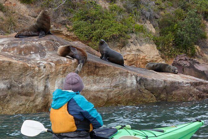 Sydney Kayak Seal Encounter Adventure with Gourmet Food - Introduction: An Adventure for Wildlife Enthusiasts and Food Lovers