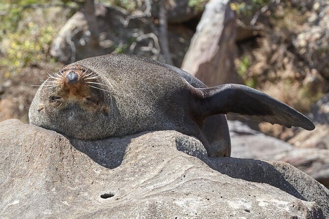 Sydney Kayak Seal Encounter Adventure with Gourmet Food - What To Expect on Your Kayaking and Seaside Lunch Adventure