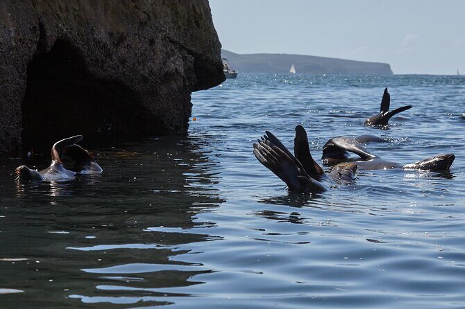 Sydney Kayak Seal Encounter Adventure with Gourmet Food - Why This Tour Works for Different Types of Travelers