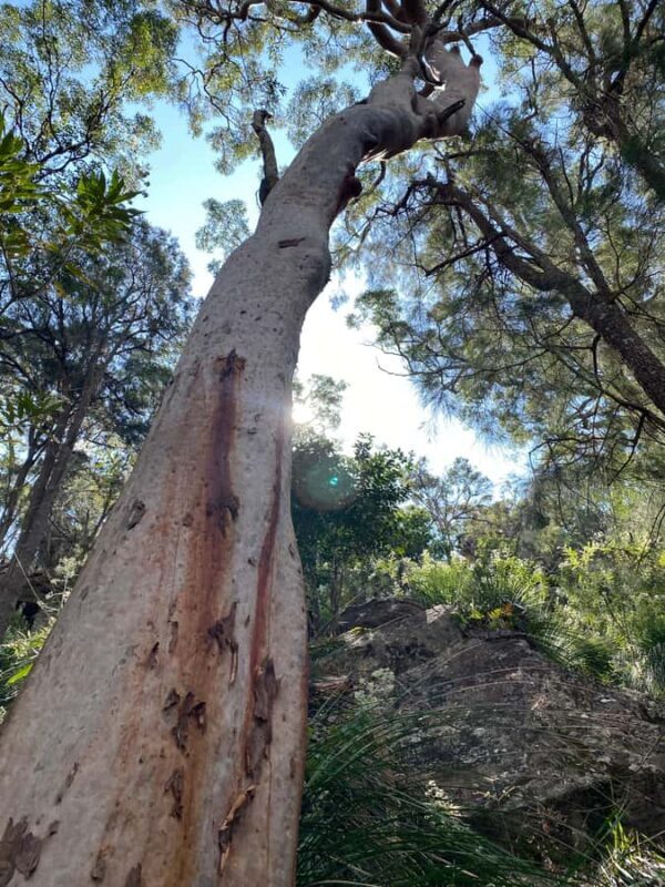 Sydney: Ku-ring-gai National Park with swim and picnic - A Complete Look at the Experience