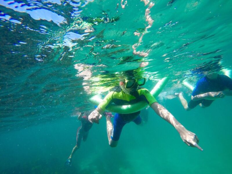 Sydney: Manly and Shelly Beach Snorkeling Tour - The Value and Practical Details