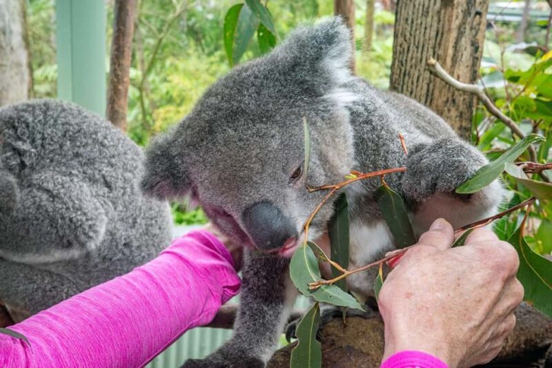 Sydney: Nature and Wildlife - Australia in One Day - An Overview of the Experience