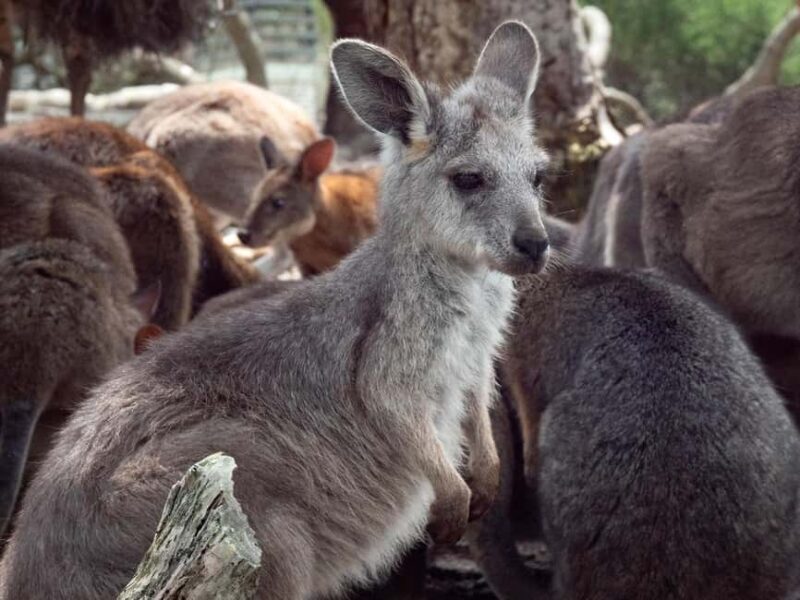 Sydney: Nature and Wildlife - Australia in One Day - The Itinerary Breakdown