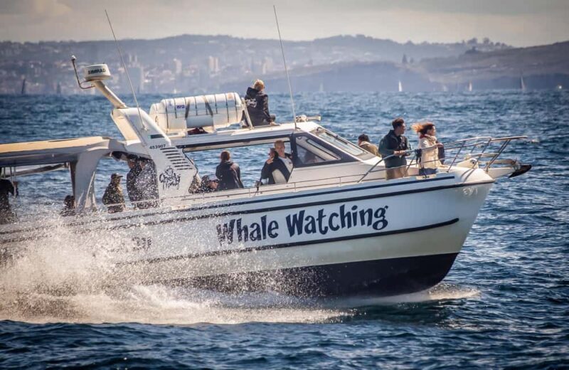 Sydney: Ocean Whale Watching Experience - Sydney: Ocean Whale Watching Experience