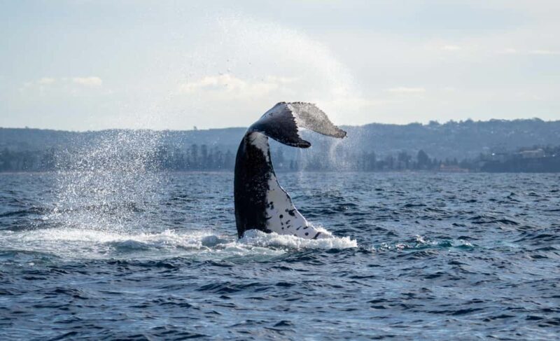 Sydney: Ocean Whale Watching Experience - A Closer Look at the Experience