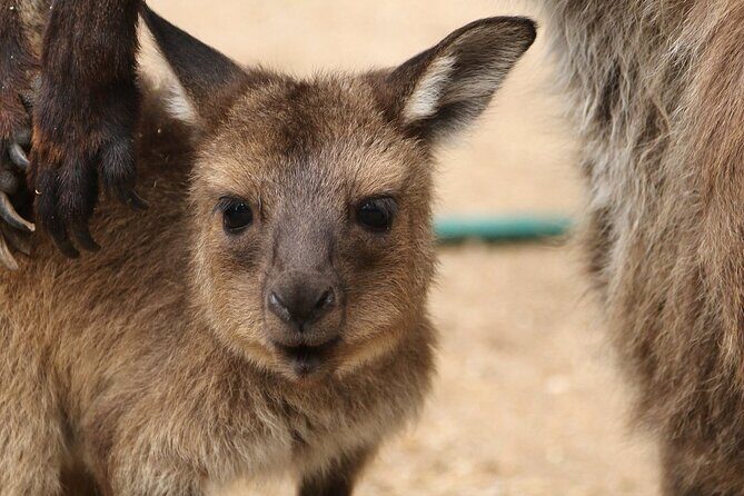 Sydney Opera House and Aussie Animals Private Tour - What’s Included and What to Consider