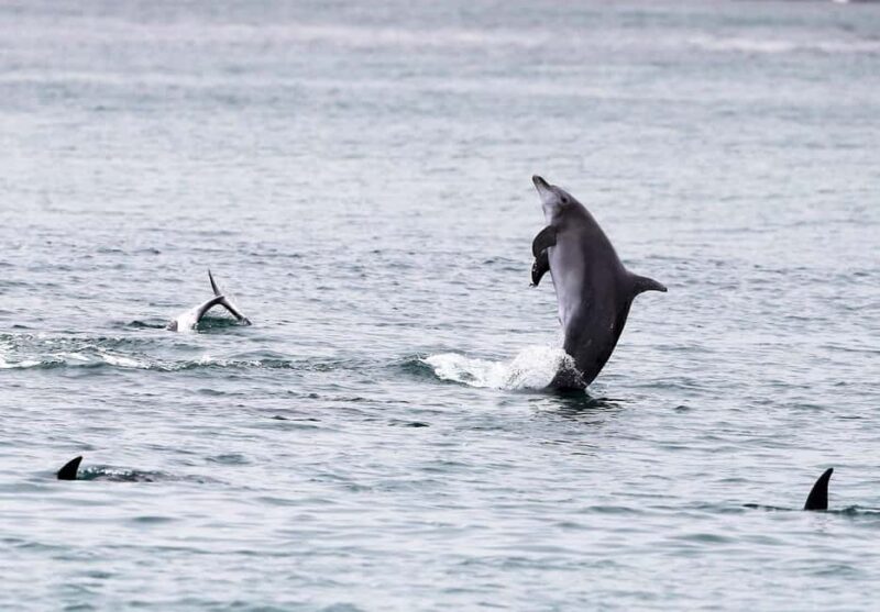 Sydney: Port Stephens Private Day Tour - An Introduction to the Experience