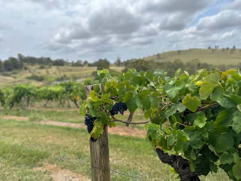 Sydney: Private Wine tour to Hunter & Wollombi Valley - Key Points