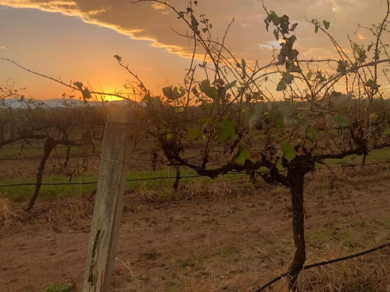 Sydney: Private Wine tour to Hunter & Wollombi Valley - What Makes This Tour Stand Out?