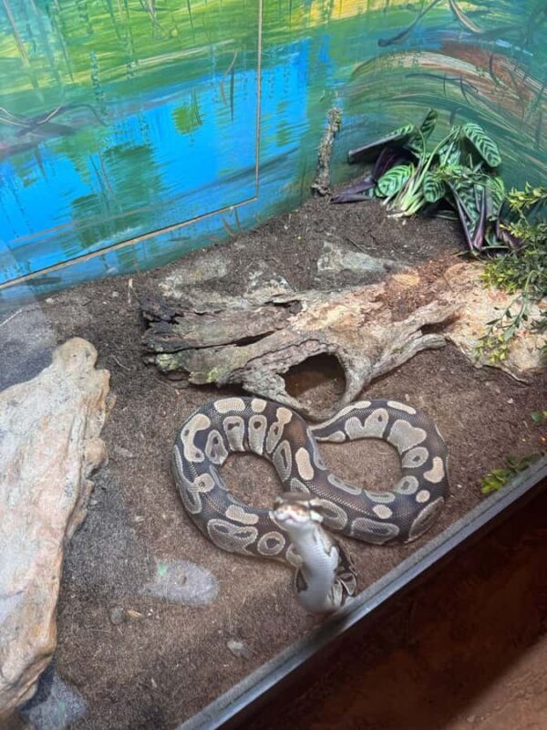 Sydney: Reptile Park and Avoca Beach Day Trip with Entry - The Sum Up: Is This Tour Right for You?