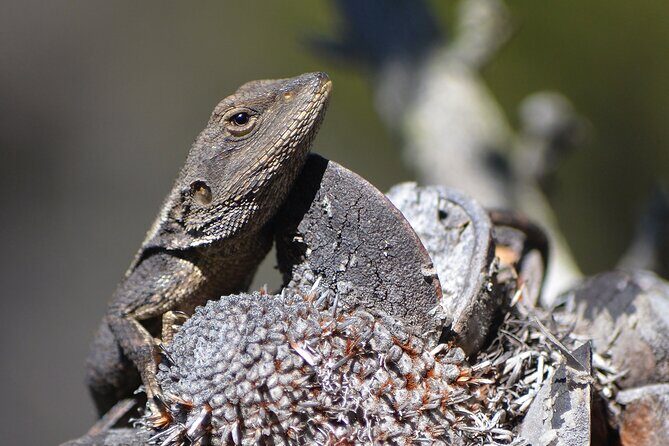 Sydney: Royal National Park Day Trip with Picnic and Swim - Practical Details: What You Should Know