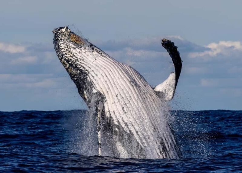Sydney: Scenic Whale Watching Cruise - Whales Guaranteed - An In-Depth Look at the Experience