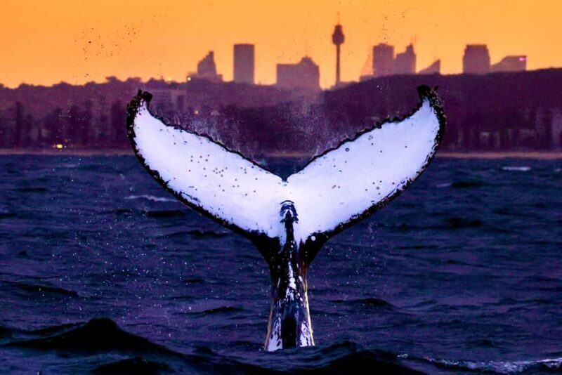 Sydney: Scenic Whale Watching Cruise - Whales Guaranteed - The Sum Up