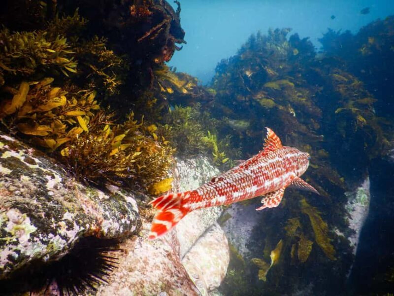 Sydney: Snorkeling Tour for Kids with Private Guide - An Introduction to Sydney’s Underwater World
