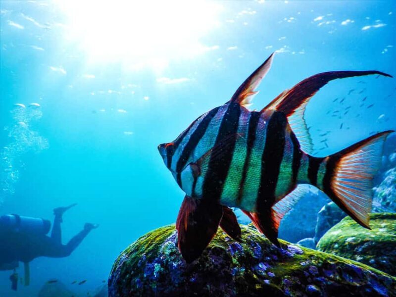 Sydney: Snorkeling Tour for Kids with Private Guide - Detailed Itinerary Breakdown