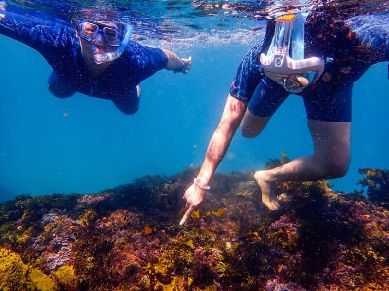Sydney: Snorkeling Tour for Kids with Private Guide - Whats Included and Whats Not