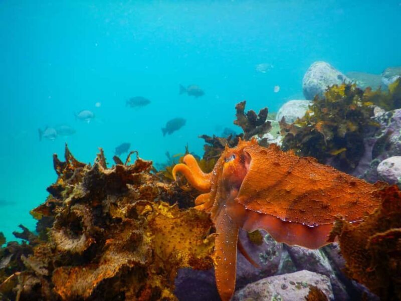 Sydney: Snorkeling Tour for Kids with Private Guide - Safety and Suitability