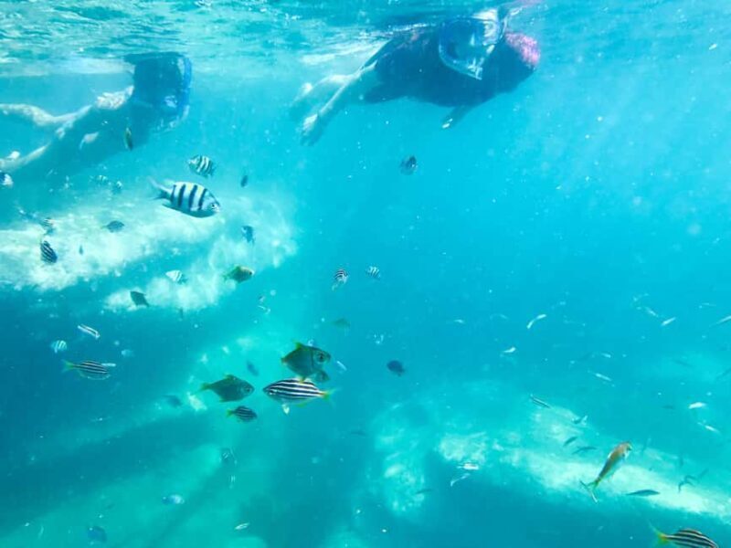 Sydney: Snorkeling Tour for Kids with Private Guide - The Value of a Private Guided Tour
