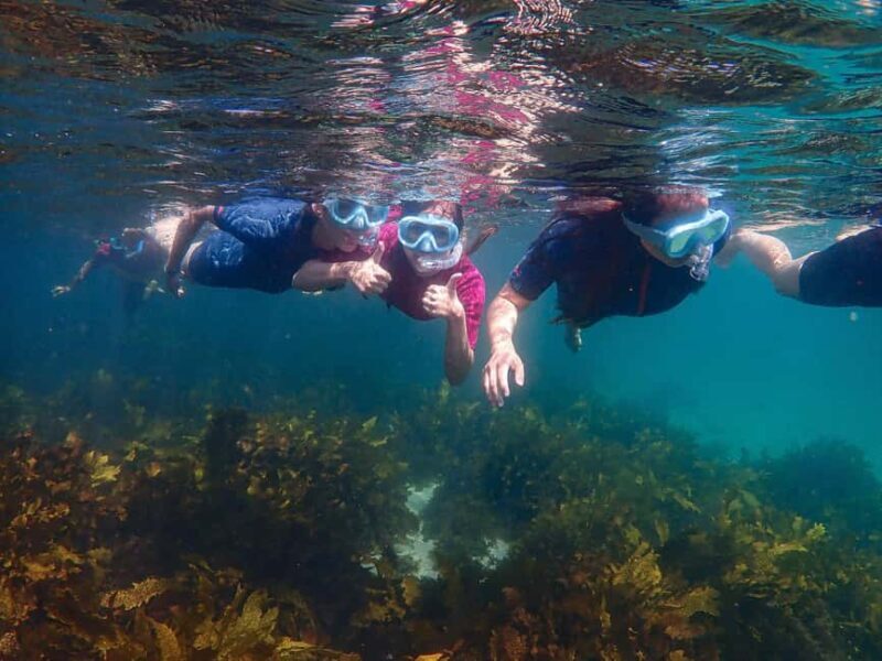 Sydney: Snorkeling Tour for Kids with Private Guide - Final Thoughts: Is It Worth It?