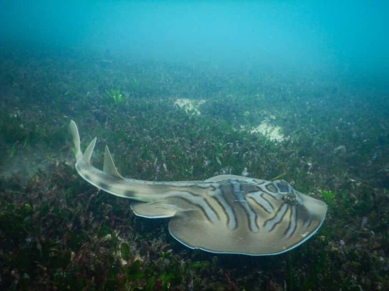 Sydney: Snorkeling Tour for Kids with Private Guide - FAQ